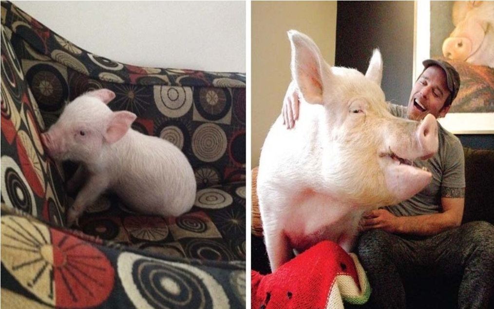Ils ont acheté un mini-cochon : mais se sont retrouvés avec un meilleur ...